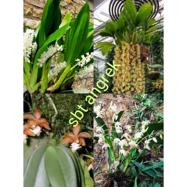 Jual paket angrek 4 jenis sp hutan | Shopee Indonesia