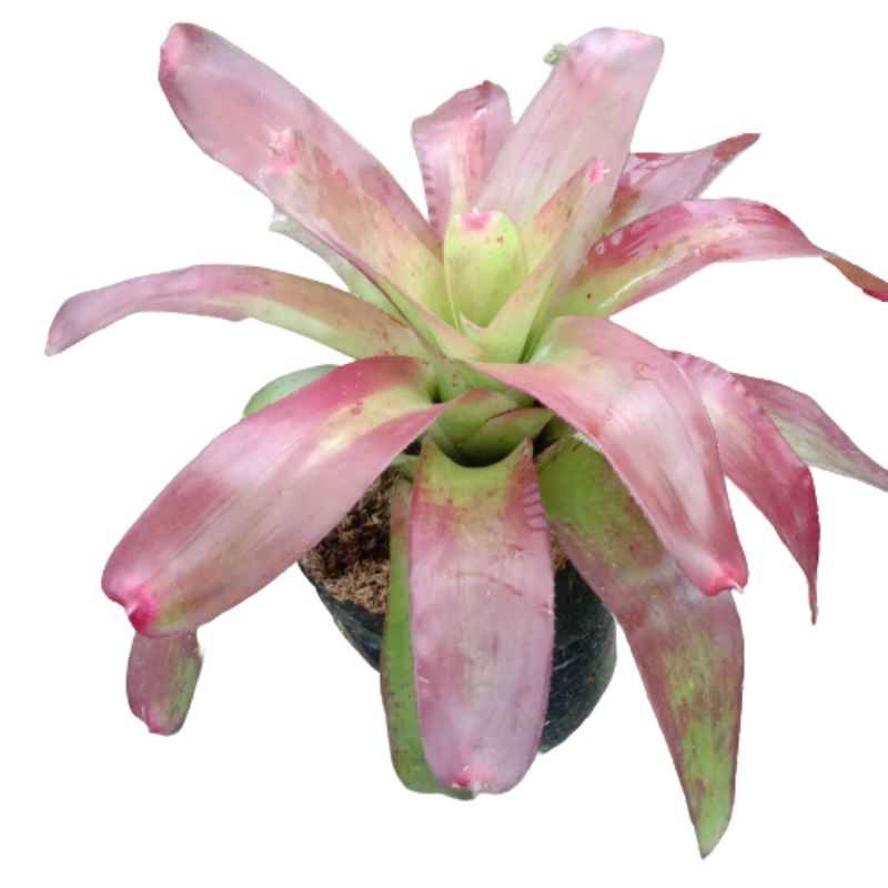 Jual tanaman hias bromelia kuning totol merah besar | Shopee Indonesia