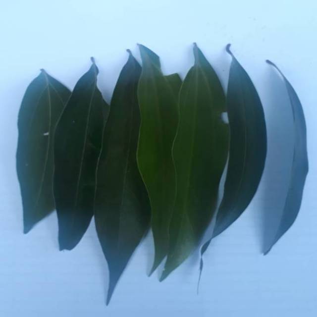 Jual Daun kayu manis segar 100 lembar | Shopee Indonesia