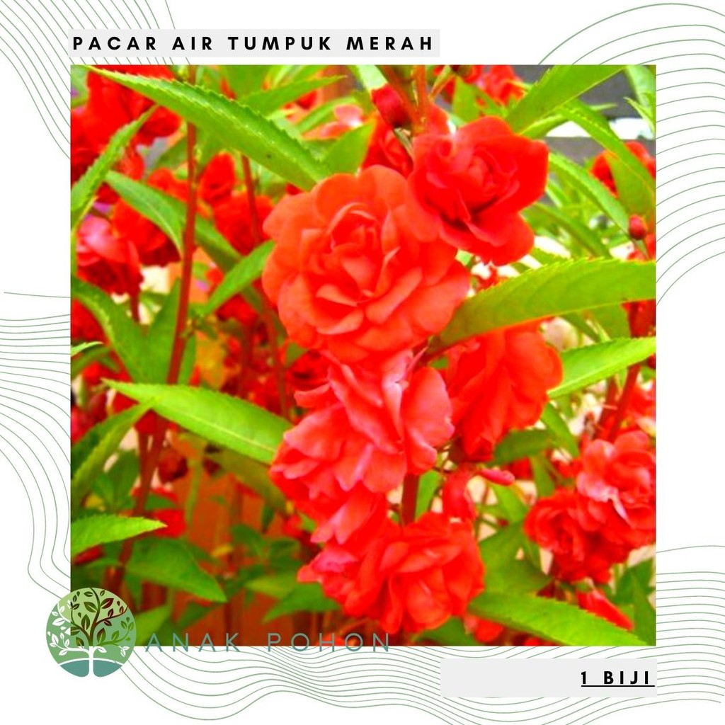 Jual Benih Bibit Biji - Bunga Pacar Air Tumpuk MERAH / Red Rose Balsam ...