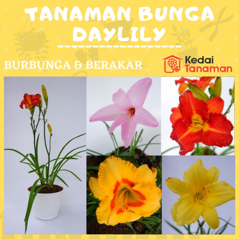 Jual Tanaman Hias Bunga Hidup DAYLILY Sudah Berakar & Berbunga - Bunga ...