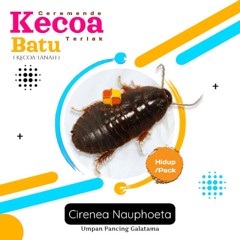 Jual 𝑲𝒆𝒄𝒐𝒂 𝑩𝒂𝒕𝒖/𝑻𝒆𝒓𝒍𝒂𝒌/𝑪𝒆𝒓𝒆 𝑴𝒆𝒏𝒋𝒆/𝑪𝒆𝒓𝒆 𝑴𝒆𝒏𝒅𝒆/𝑲𝒆𝒄𝒐𝒘𝒂 𝑩𝒂𝒕𝒖/𝑪𝒐𝒓𝒐 Hidup ...