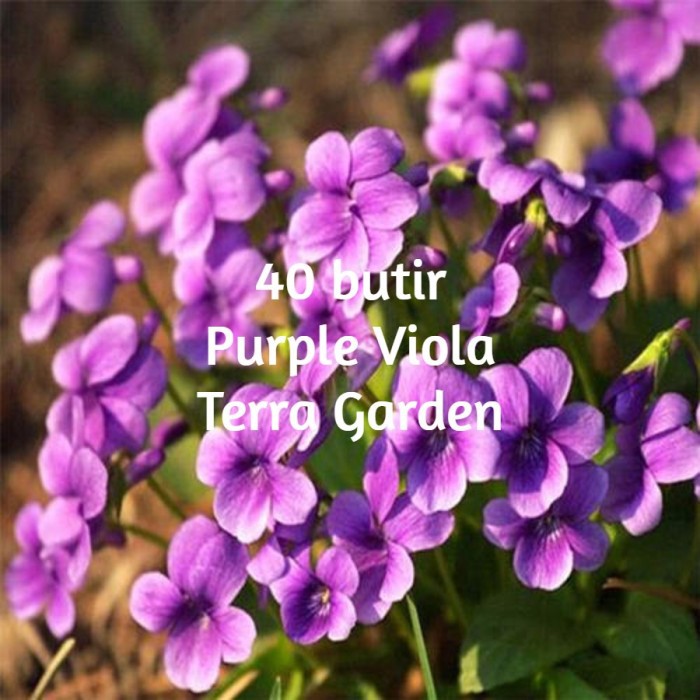 Jual Biji Benih Bunga Purple Viola philippica Tanaman Hias seeds ...