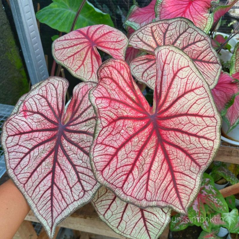 Jual Caladium Laythai Tanaman Hias Keladi Laythai Keladi Hias Laythai ...