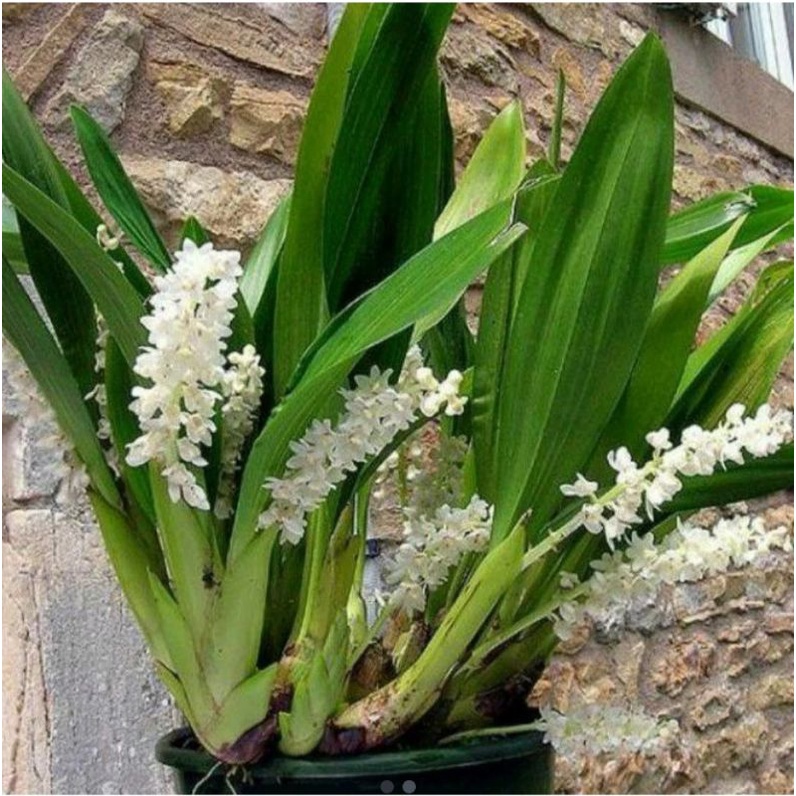 Jual Anggrek eria dewasa siap berbunga | Shopee Indonesia