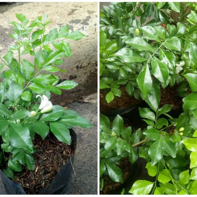 Jual Pohon Kemuning Kuning Pohon Bunga Culan Pohon Pacar Cina Bibit ...