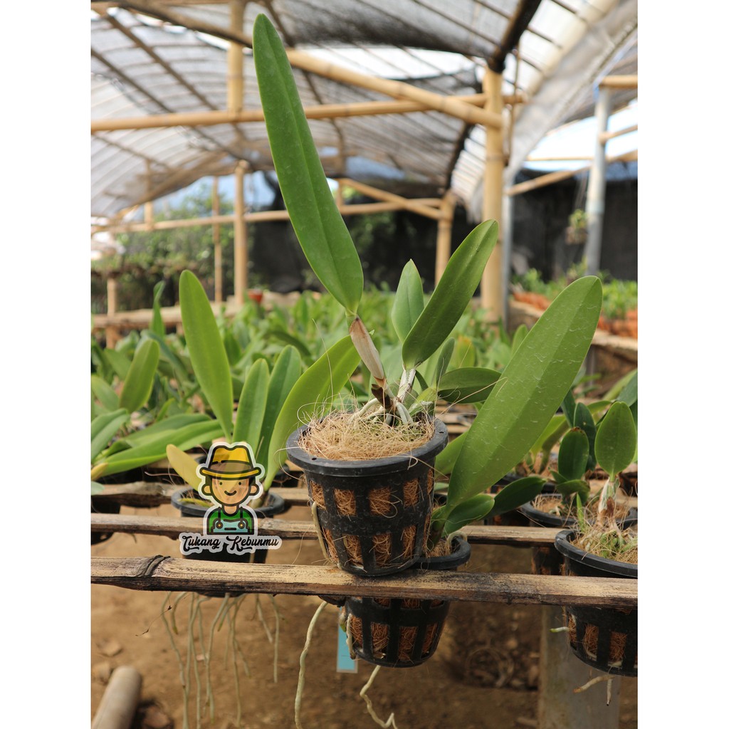 Jual Anggrek Cattleya Bunga Besar Pra Dewasa Premium (17-25Cm) | Shopee ...