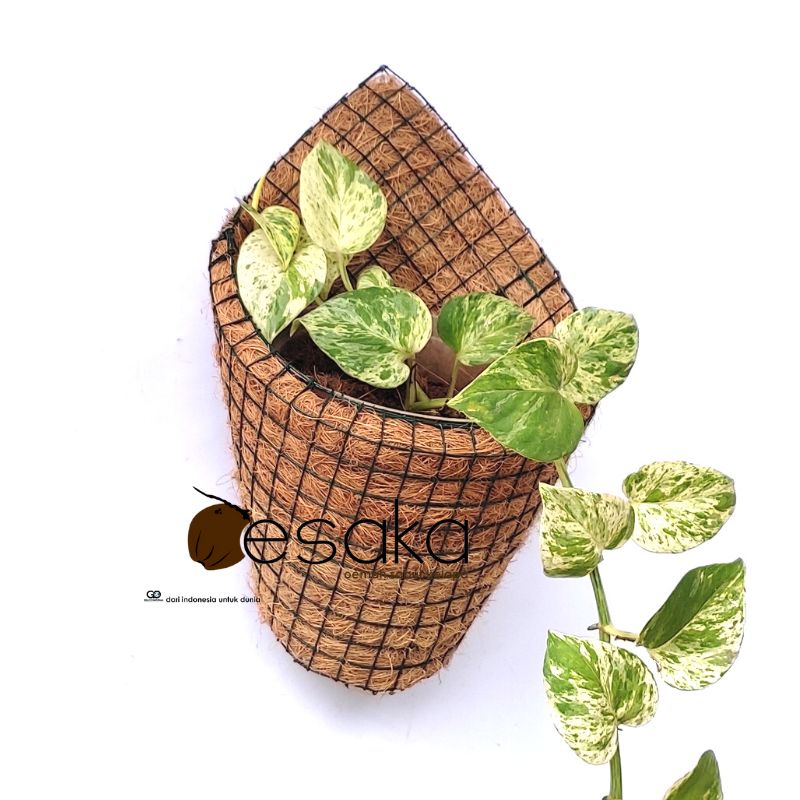 Jual pot kerucut ram besi sabut kelapa pot anggrek tempel dinding ...