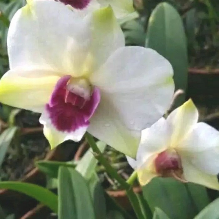 Jual Pohon Bunga Anggrek Dendrobium Dewasa NGS X Shrimapho Siap Spike ...