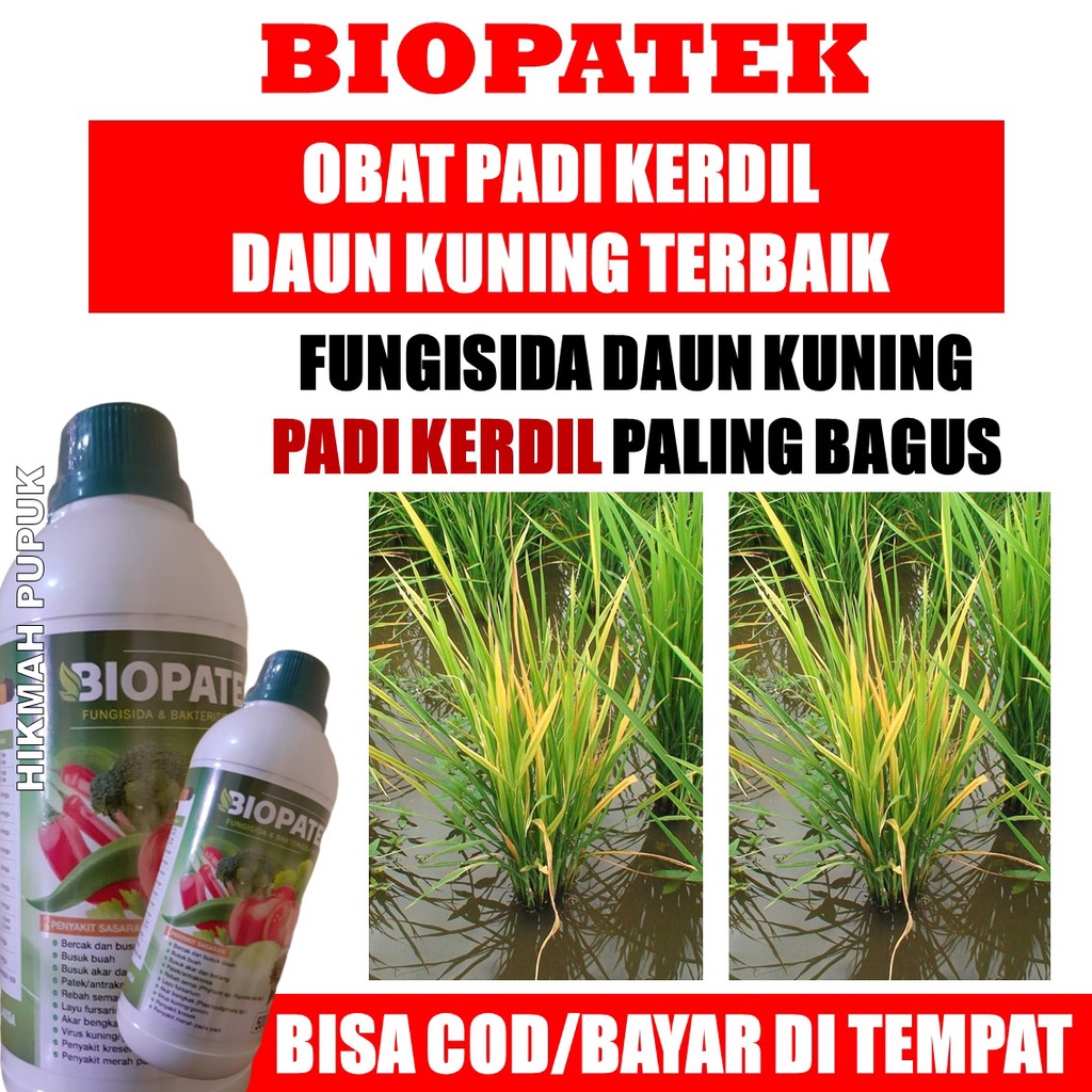 Jual 500 ML BIOPATEK OBAT PADI KERDIL DAUN KUNING TERBAIK - Pupuk Padi Daun Kuning/Virus Kuning ...
