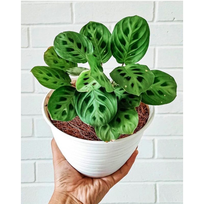 Jual tanaman hias hidup calathea levonero/tanaman pot bunga/calathea ...