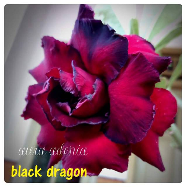 Jual Tanaman hias Adenium kamboja - Black dragon | Shopee Indonesia