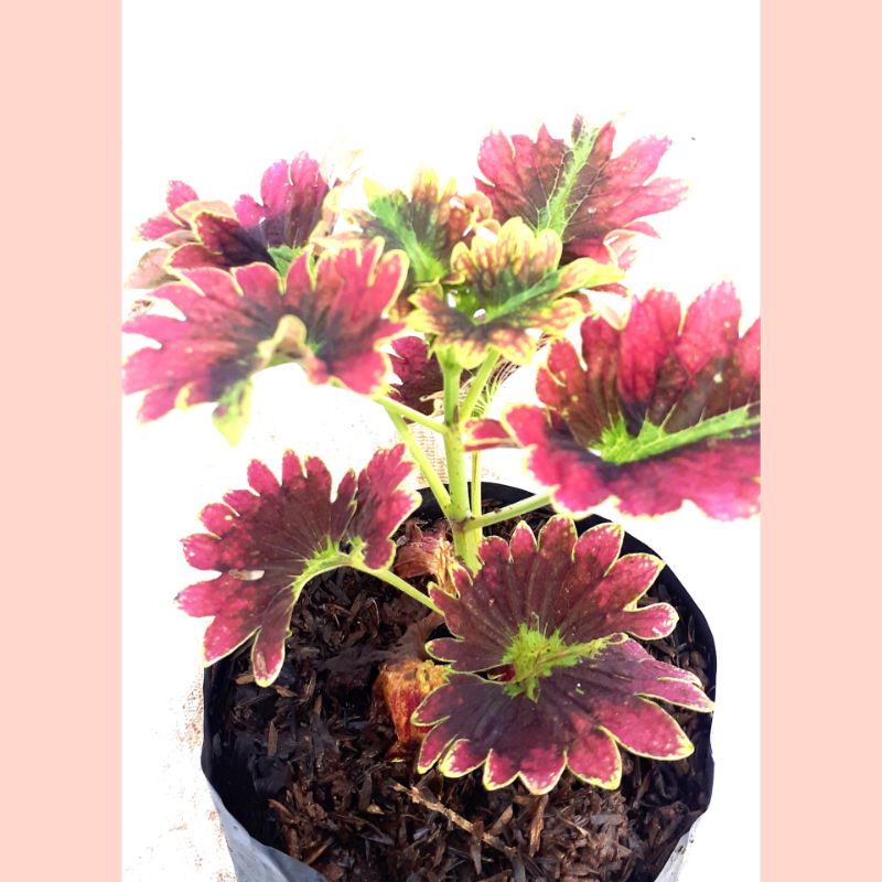 Jual pohon meyana lidah api/tanaman miana lidah api/menyana lidah api ...