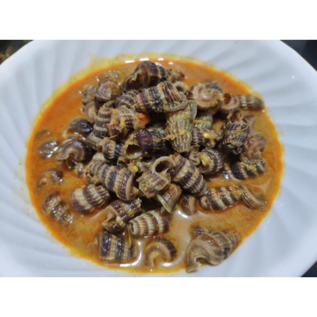 Jual Keong Nenek Siput Katanglo | Shopee Indonesia