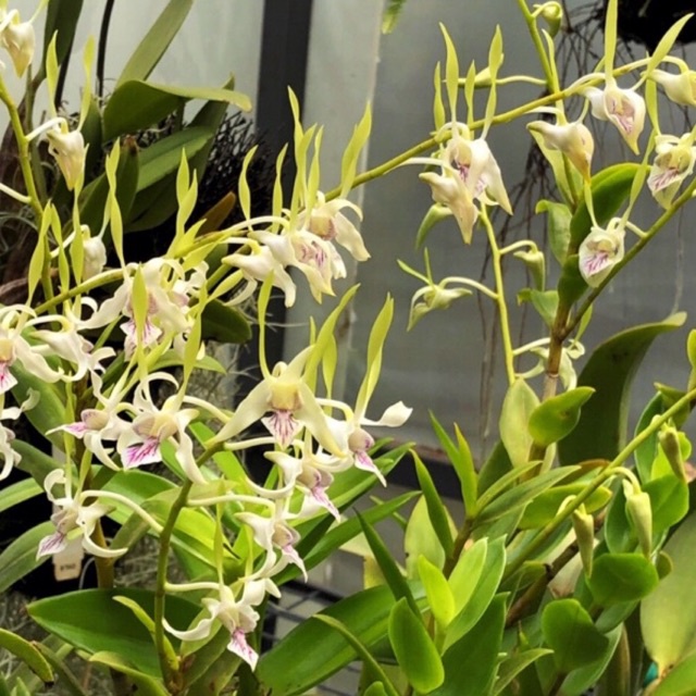 Jual Bibit Botol Anggrek Dendrobium Antennatum Long Horn (Spesies Papua ...