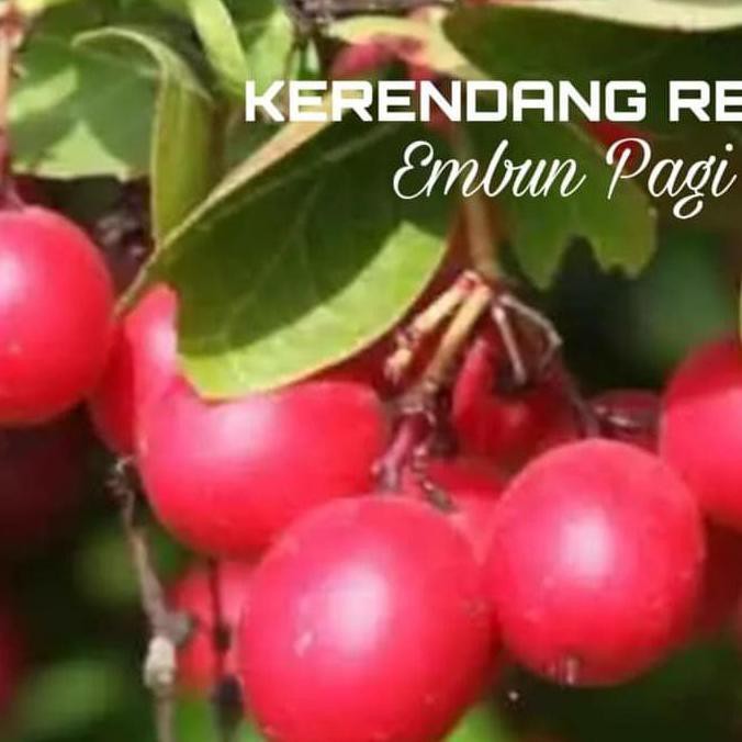 Jual Bibit Pohon Buah Kerendang Renda End Lt0 | Shopee Indonesia