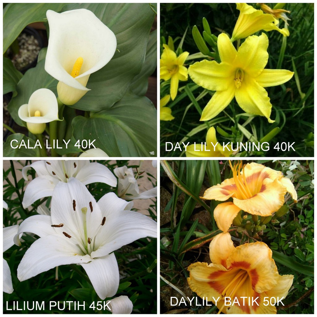 Jual Paket Tanaman Bunga Lily (liliium candidum) 4 Pohon 4 Jenis 150Rb ...