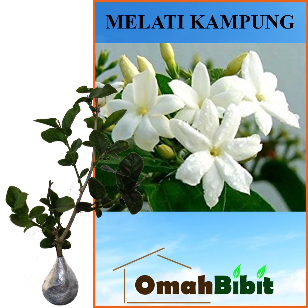 Jual Tanaman Melati Kampung (Tinggi 25-35 cm) | Shopee Indonesia