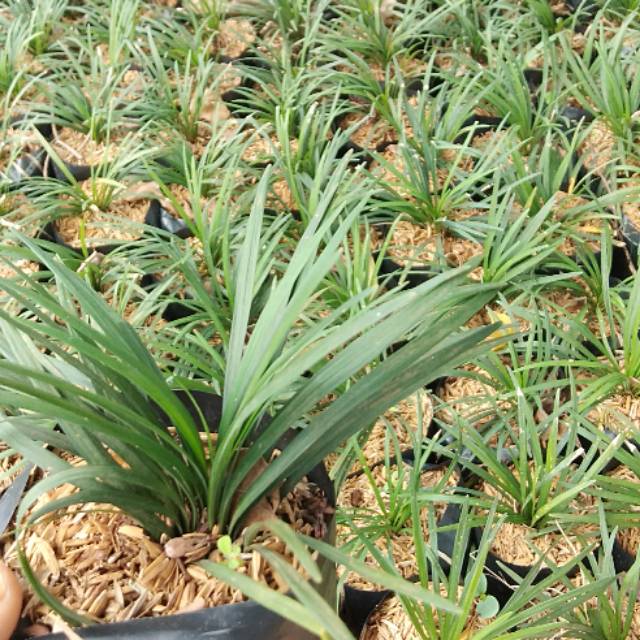 Jual Tanaman Hias kucai mini tanaman pengganti rumput | Shopee Indonesia