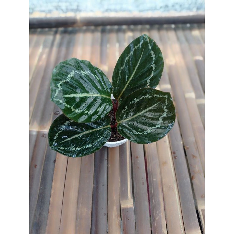 Jual CALATHEA GREEN LIPSTIK CALATEA LIPSTIK HIJAU BESAR CANTIK HARGA ...