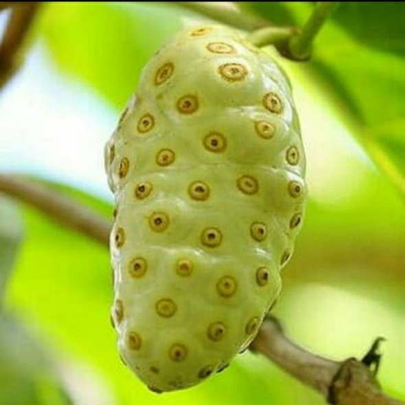 Jual Buah Mengkudu - Buah Pace - Obat herbal ( 1 kg ) | Shopee Indonesia