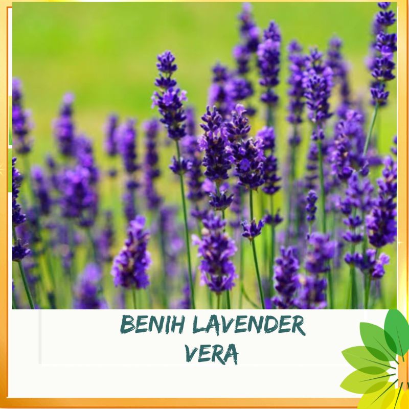 Jual benih LAVENDER vera isi 2 biji/ bibit bunga | Shopee Indonesia