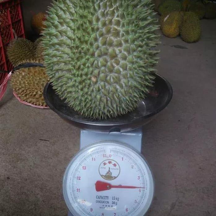 Jual 4 Pohon Durian MK Musan King Dan Duri Hitam *_@ | Shopee Indonesia