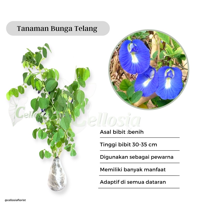 Jual Tanaman Bunga Telang / Kembang Telang | Shopee Indonesia