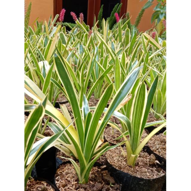Jual Bromelia Variegata / Nanas Kuning / Nanas Putih / Aechemea ...
