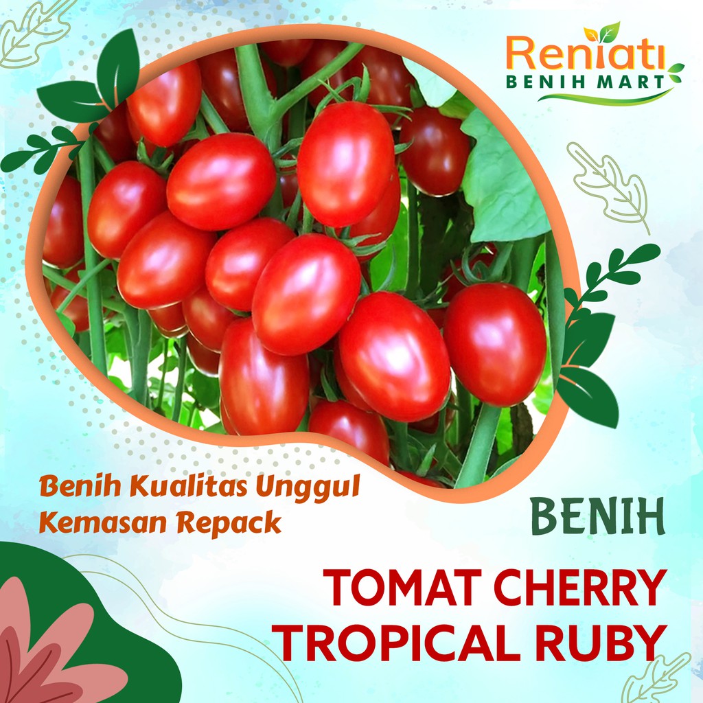Jual 3 biji Benih tomat cherry tropical rubby - bibit sayuran ...