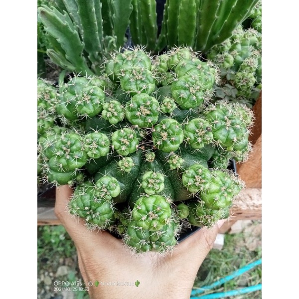 Jual Kaktus indukan tomat besar on pot 15 cm full/kaktus gymno damsi ...