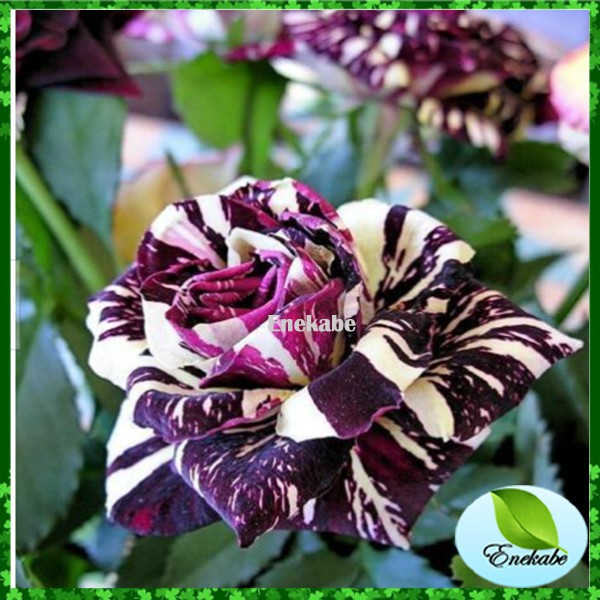 Jual Biji Mawar Langka Bibit Bunga Mawar Benih Bunga Rose Langka Per ...