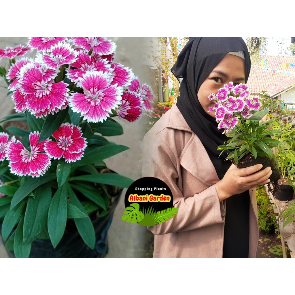 Jual Tanaman hias hidup outdor yang berbunga tahan panas untuk taman ...