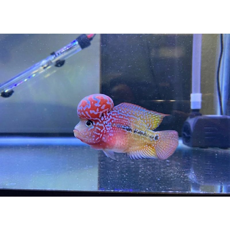 Jual Louhan Kamfa F2 Ori Thailand Burayak Fry Thailand | Shopee Indonesia