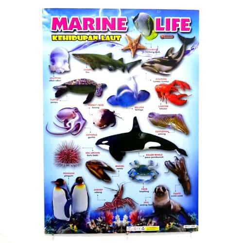 Jual POSTER KEHIDUPAN LAUT EDUKASI ANAK | Shopee Indonesia