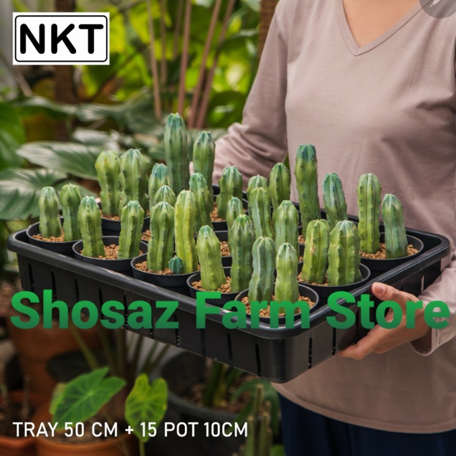 Jual 1 Set Tray Semai NKT 50 + 15 bh Pot 10cm hitam | Shopee Indonesia