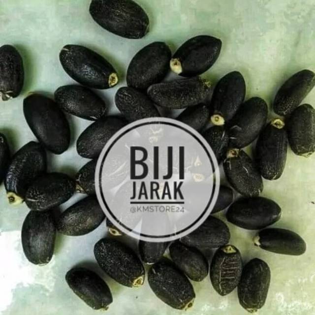 Jual Biji Jarak Pagar 1kg | Shopee Indonesia Jual Biji Jarak Pagar 1kg | Shopee Indonesia