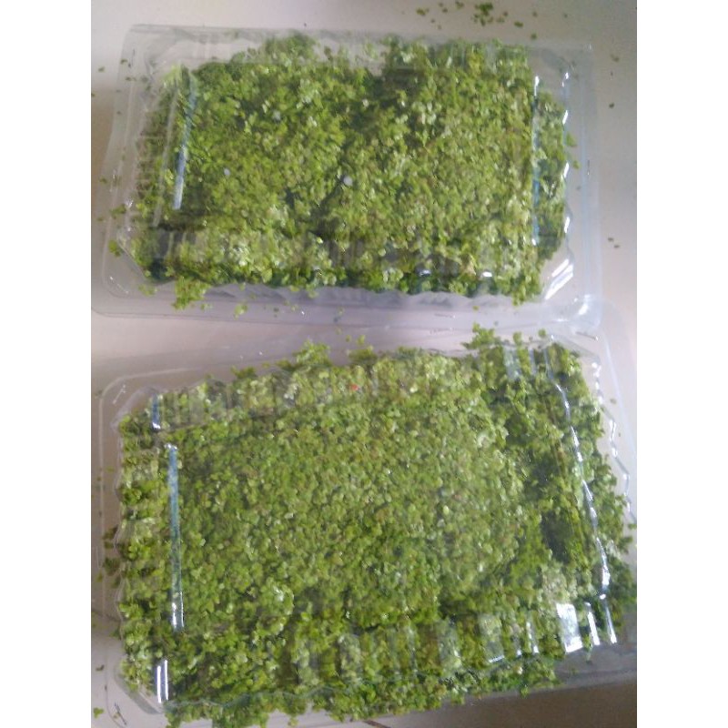 Jual Lemna Minor/mata lele 500 gram | Shopee Indonesia