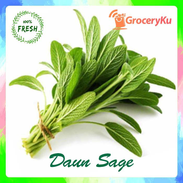 Jual DAUN SAGE SEGAR/FRESH (PACK/IKAT) | Shopee Indonesia