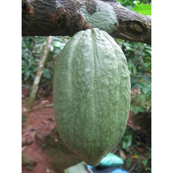 Jual Buah Kakao Buah Coklat Muda 1kg | Shopee Indonesia