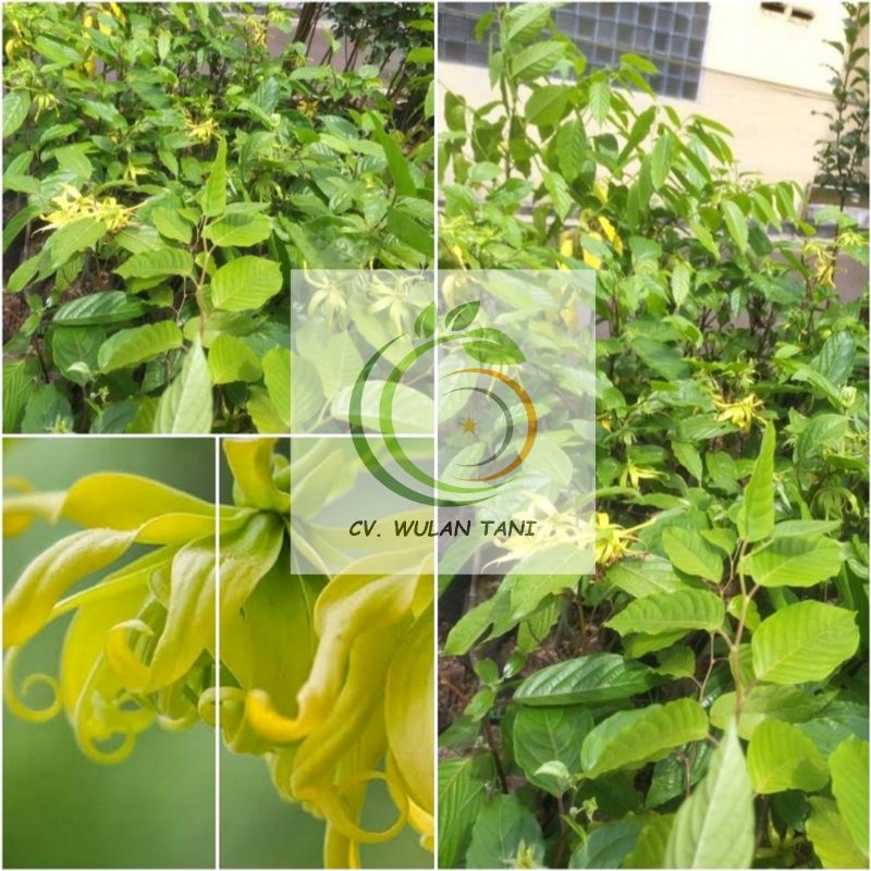 Jual Bunga Kenanga / Sedap Malam ( Bibit Bunga Kenanga Kuning ...