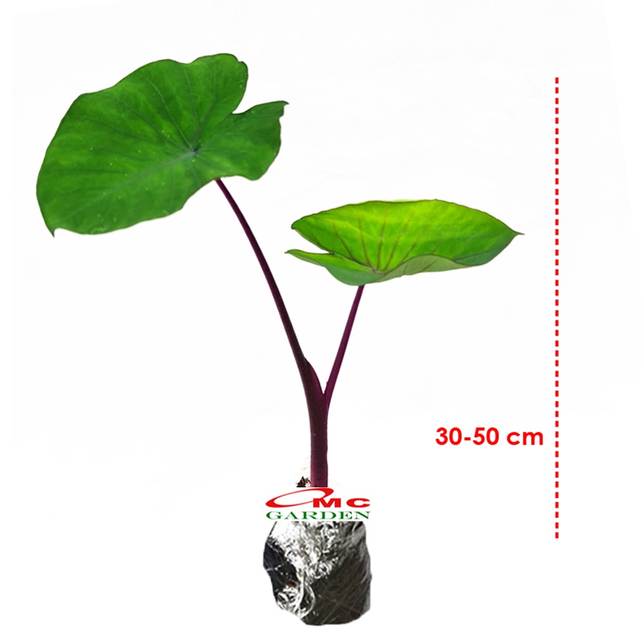 Jual Talas Ungu Bentul Merah Hitam Wulung Taroblack Black Taro Bibit ...