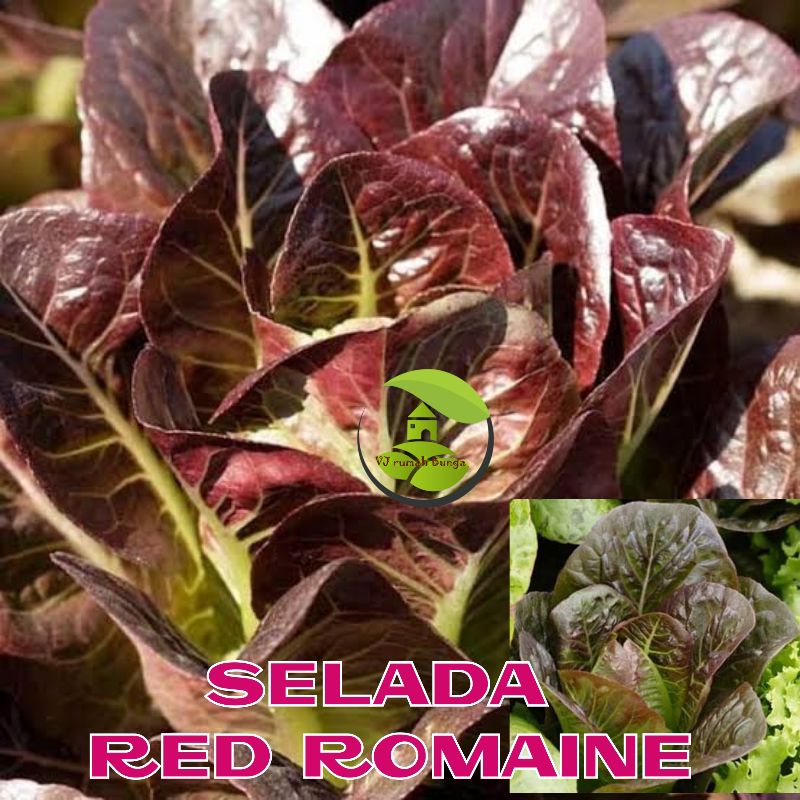 Jual Benih Selada Red Romaine Lettuce Red Romain Selada Romain | Shopee Indonesia