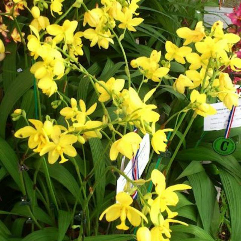 Jual TANAMAN HIAS ANGGREK TANAH//YELLOW | Shopee Indonesia