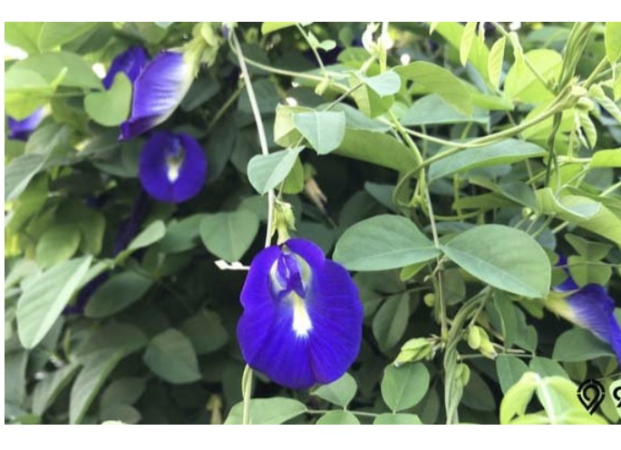 Jual Benih bunga telang biru tanaman bunga herbal butterfly pea ...