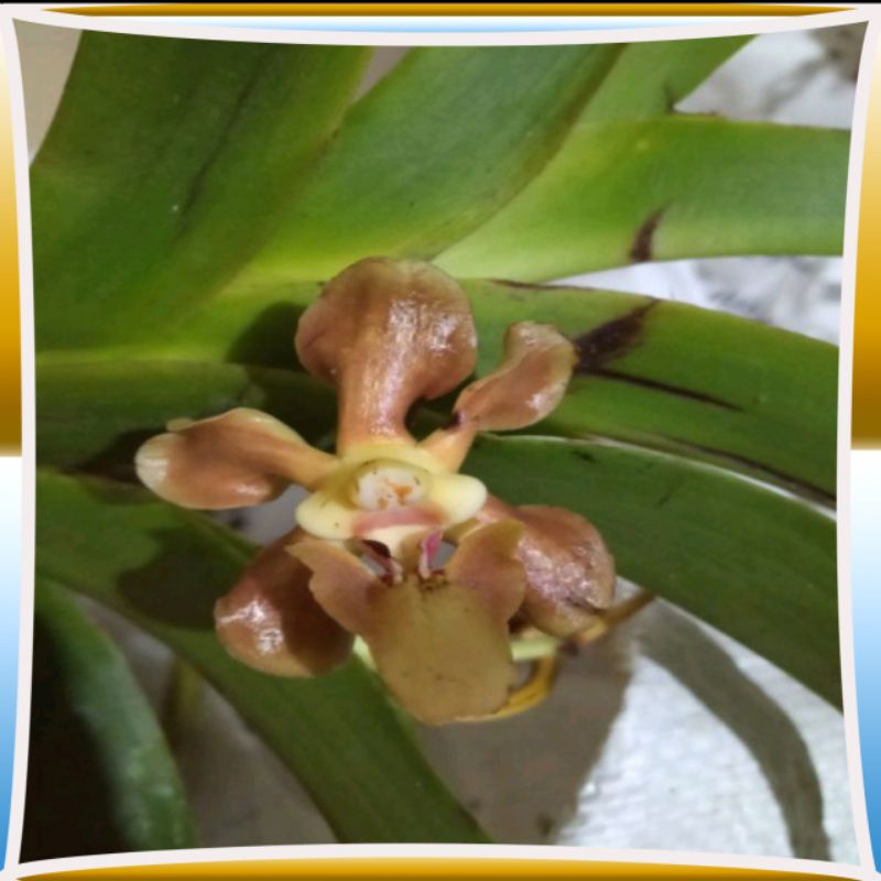 Jual ANGGREK PANDA HELVOLA | Shopee Indonesia