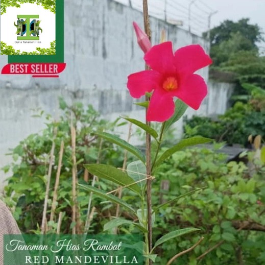 Jual tanaman hias mandevilla merah - red mandevilla rambat kanopi ...