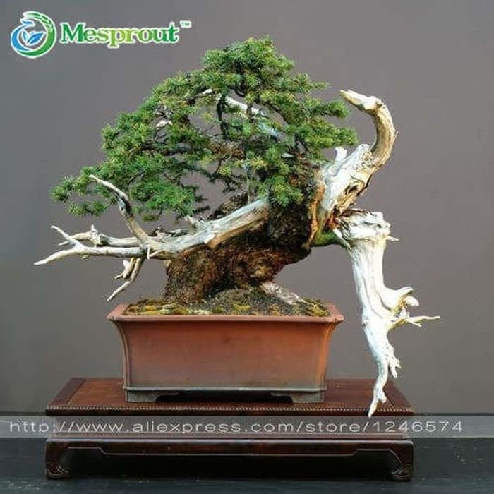 Jual Bibit / Benih Biji Tanaman Pohon Norway Spruce Christmas Tree ...