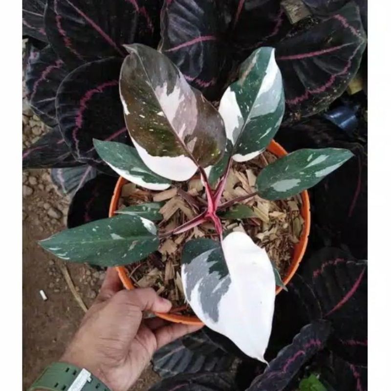 Jual bonggol philo anderson varigata (bonggol jumbo merah akar rimbun ...