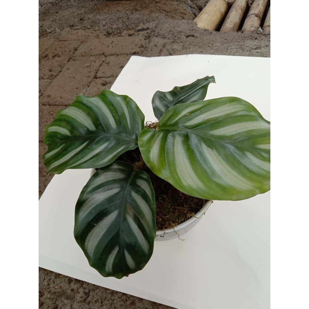 Jual Tanaman hias Calathea fasciata rimbun + pot | Shopee Indonesia
